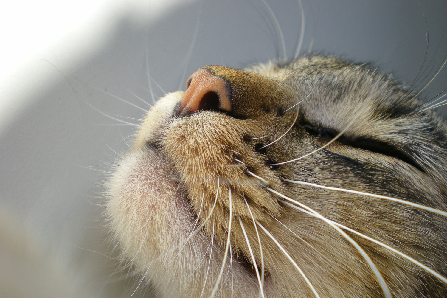 Abarrey - El súper de mi colonia